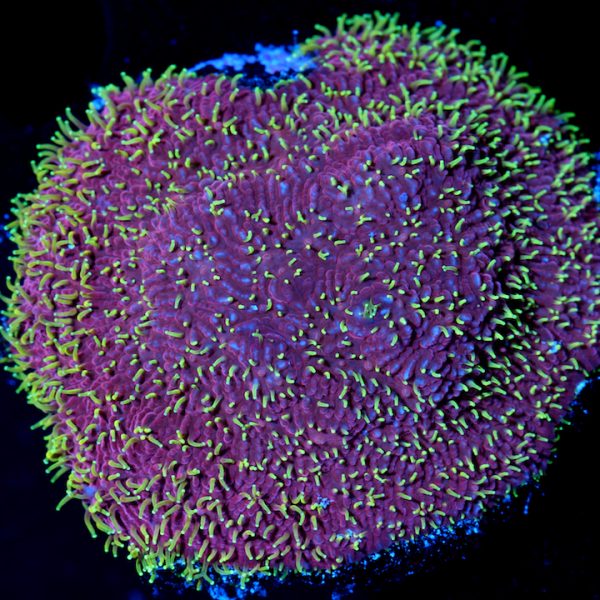 Pavona | Prime Coral