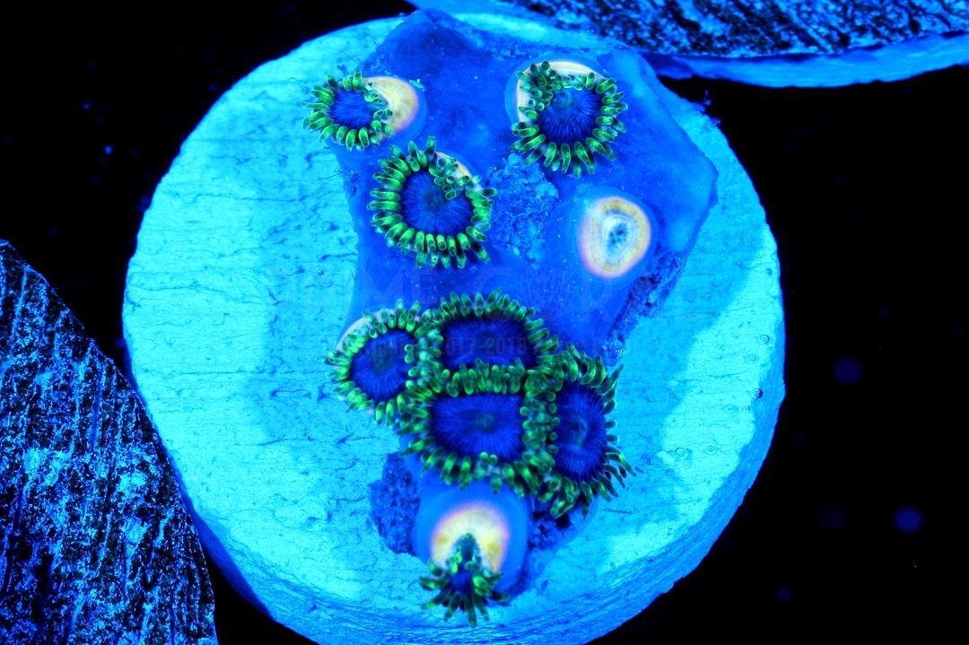 Zoanthids | Prime Coral