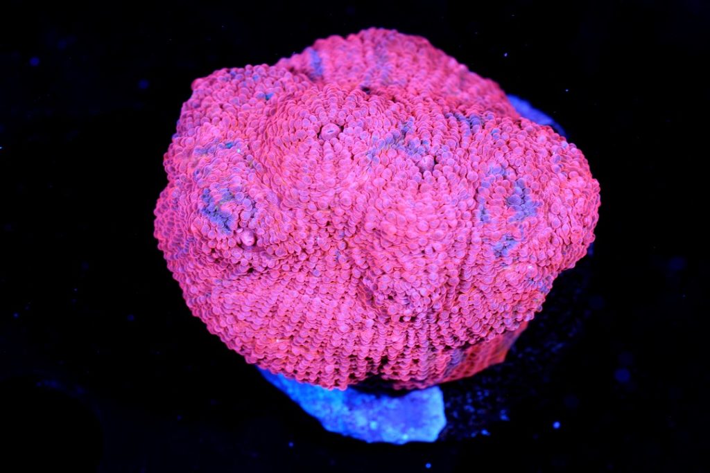 PC Cotton Candy Chalice | Prime Coral